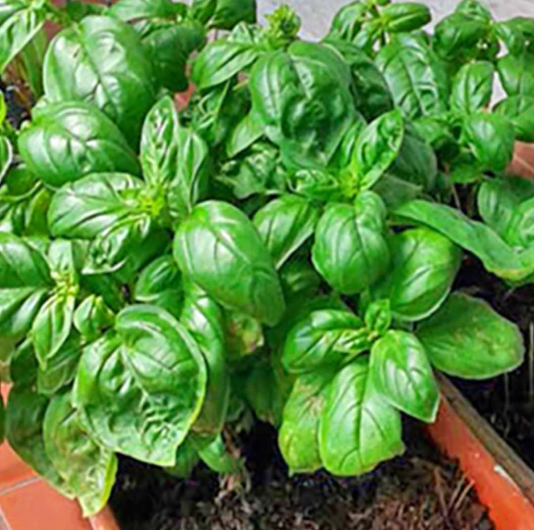 SPAGHETTI POMODORO E BASILICO | Al.ta Cucina